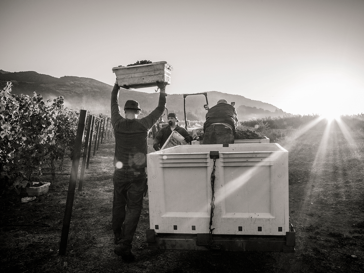 Winemaking – Caldwell Vineyard